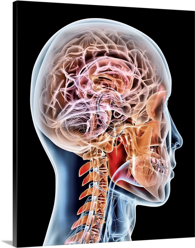 Internal brain anatomy, artwork | Great Big Canvas