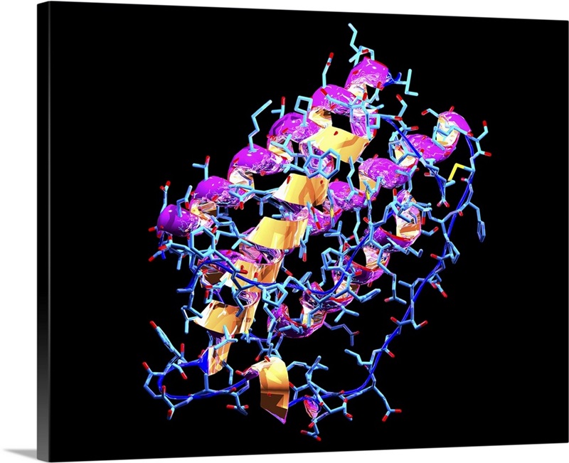 Leptin molecule | Great Big Canvas