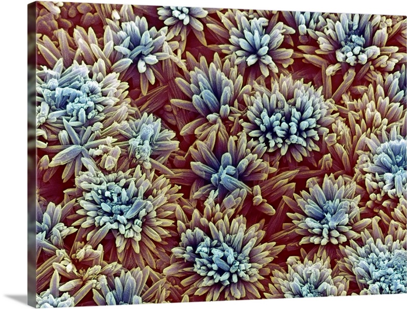 Limescale, SEM | Great Big Canvas