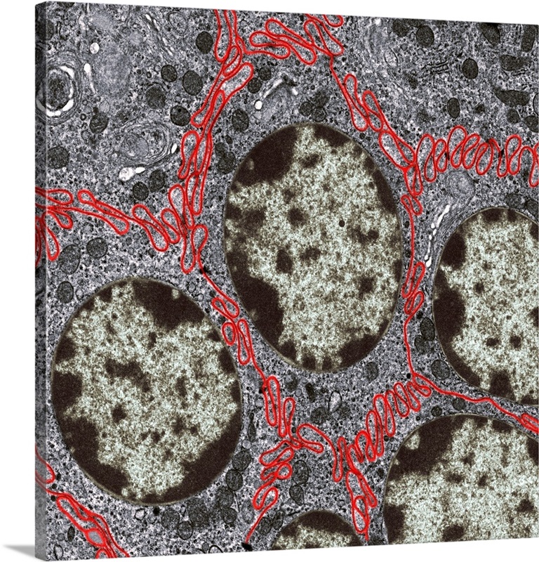 Liver cells, TEM | Great Big Canvas