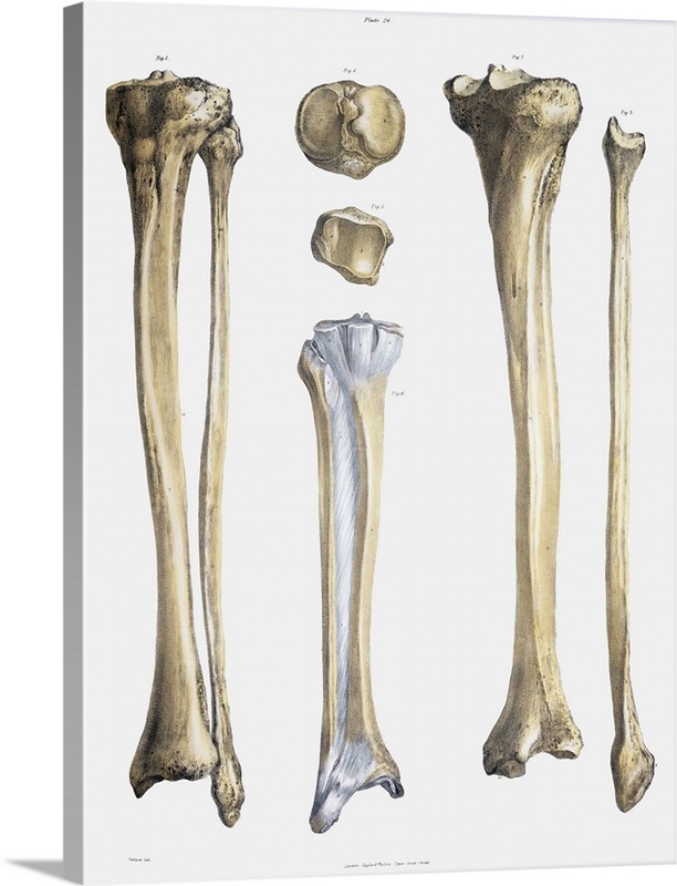 Lower leg bones and ligaments | Great Big Canvas