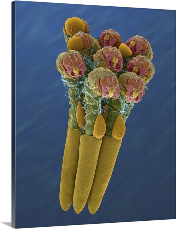 Mosquito Egg Raft With Hatching Larvae, SEM | Great Big Canvas