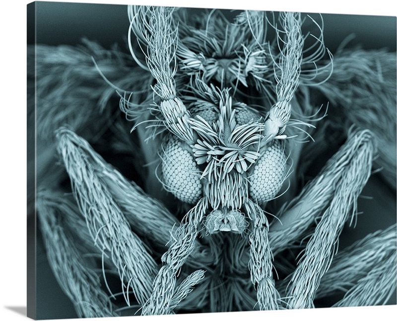 Moth Fly, SEM | Great Big Canvas