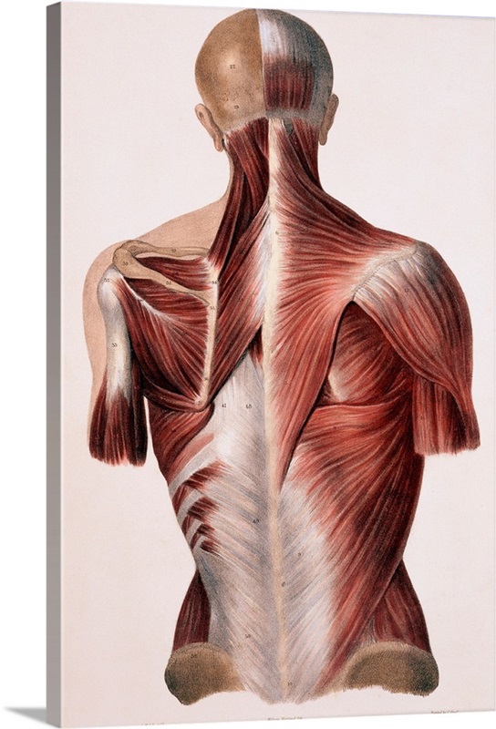 Muscles of the back | Great Big Canvas