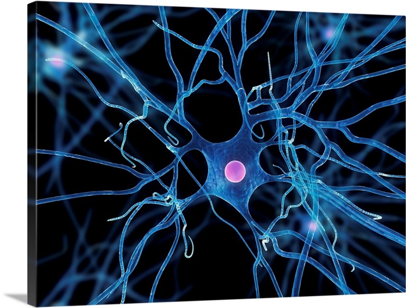 Nerve cell, artwork | Great Big Canvas