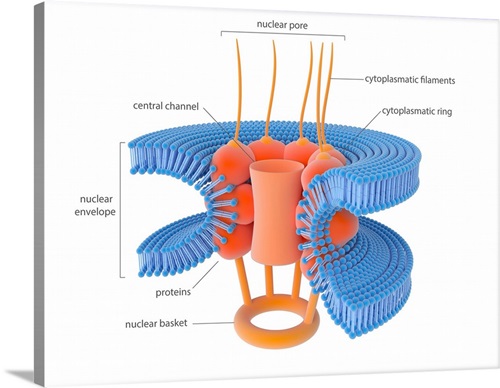 Nuclear Membrane Pore, Illustration | Great Big Canvas