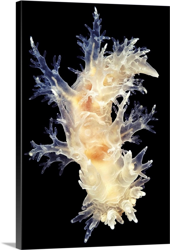 Nudibranch | Great Big Canvas
