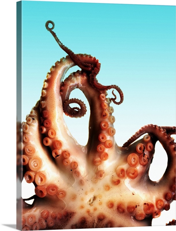 Octopus | Great Big Canvas