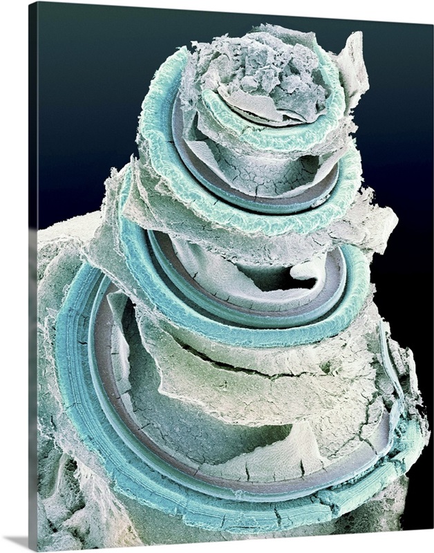 Organ of Corti, inner ear, SEM | Great Big Canvas