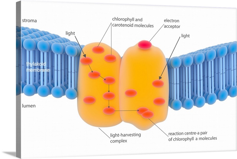 Photosynthesis Light-Harvesting Complex | Great Big Canvas