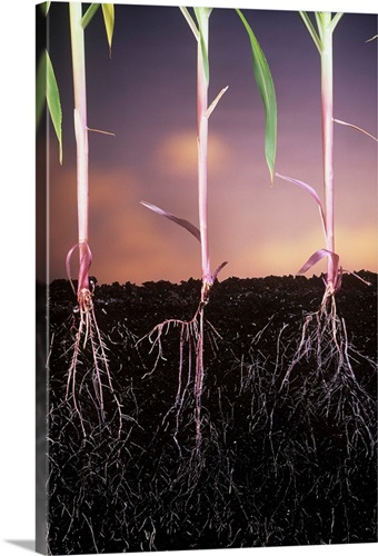Plant roots | Great Big Canvas