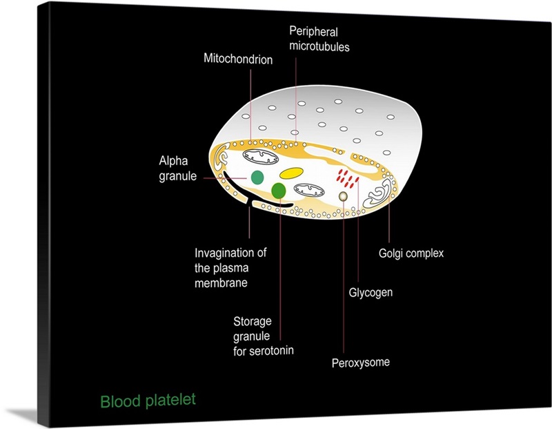 Platelet, artwork | Great Big Canvas
