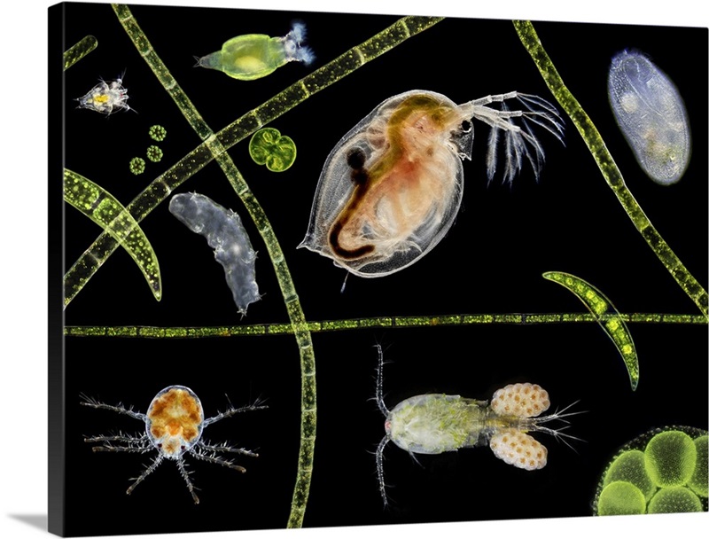 Pond life | Great Big Canvas