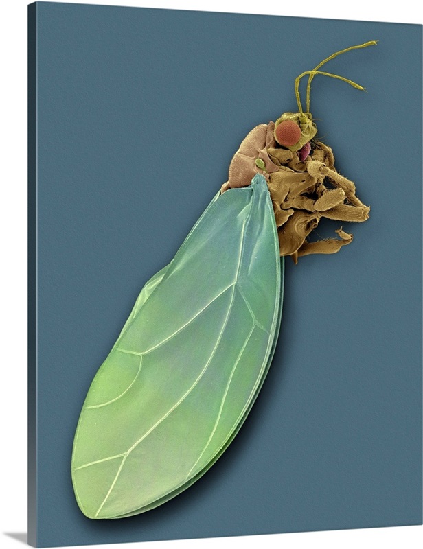 Potato Psyllid Adult, SEM | Great Big Canvas