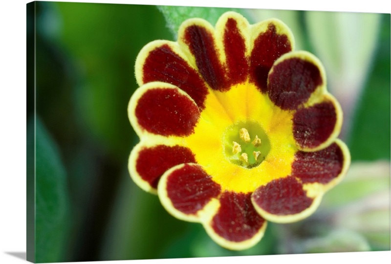 Primrose (Primula 'Gold Lace') | Great Big Canvas