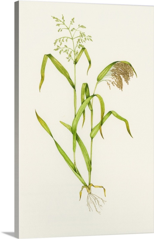 Proso millet (Panicum miliaceum), artwork | Great Big Canvas