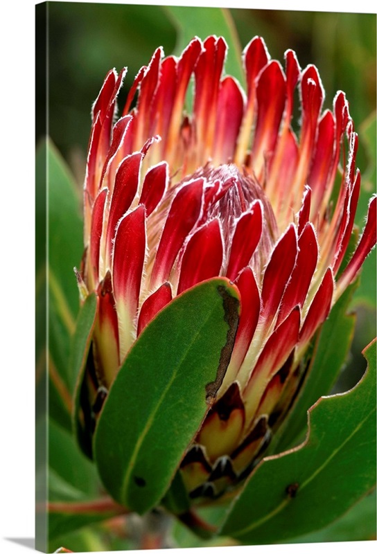 Protea flower | Great Big Canvas