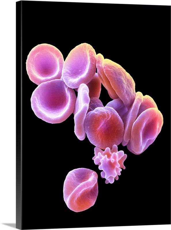 Red Blood Cells, SEM | Great Big Canvas