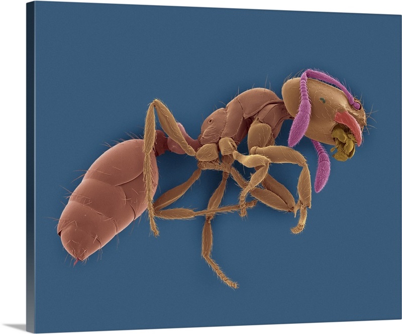 Red Imported Fire Ant, SEM | Great Big Canvas