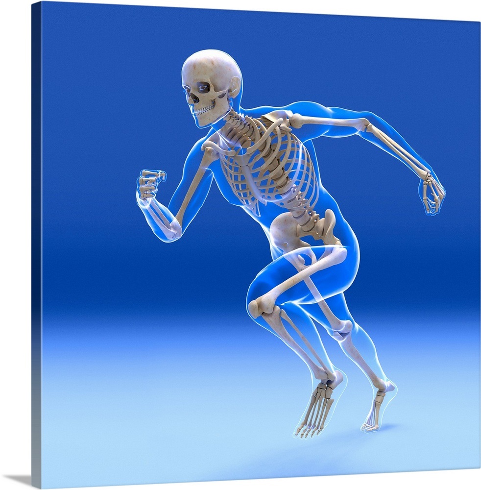 Running skeleton in body, artwork Wall Art, Canvas Prints, Framed ...