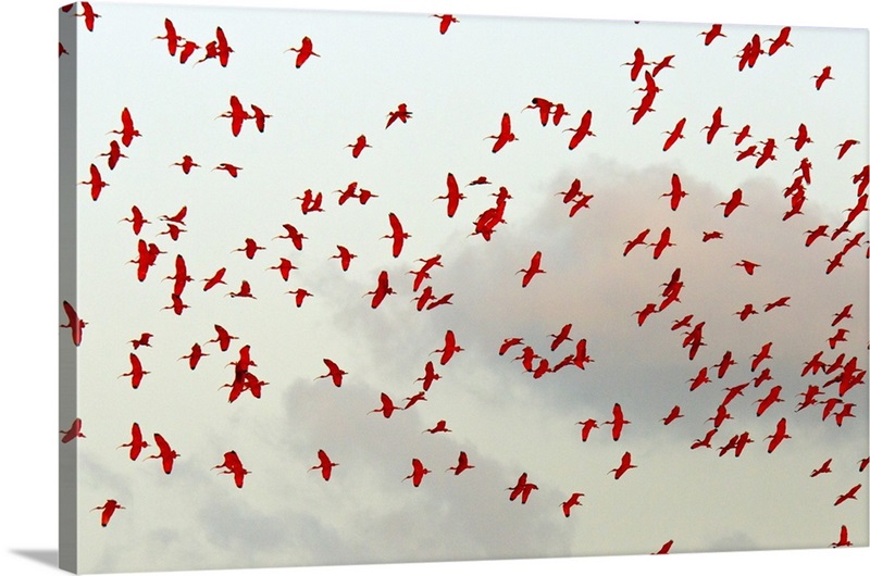 Scarlet Ibis Flock | Great Big Canvas