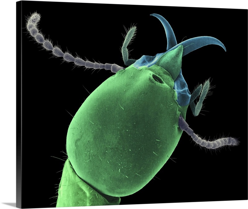 Soldier Termite, SEM | Great Big Canvas