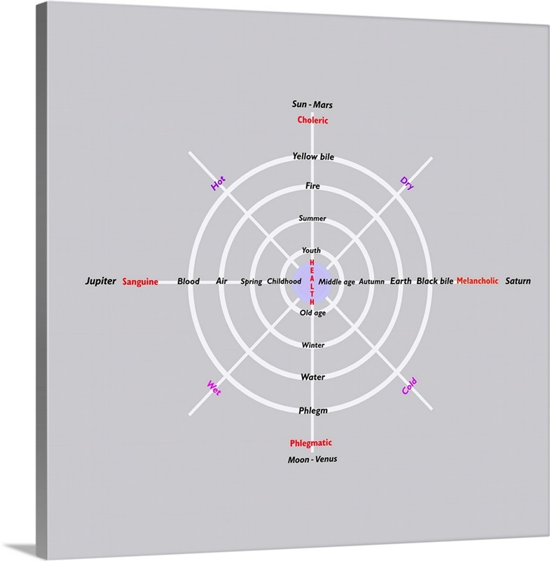 The four humours, diagram | Great Big Canvas