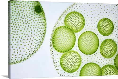 Volvox colony, light micrograph | Great Big Canvas