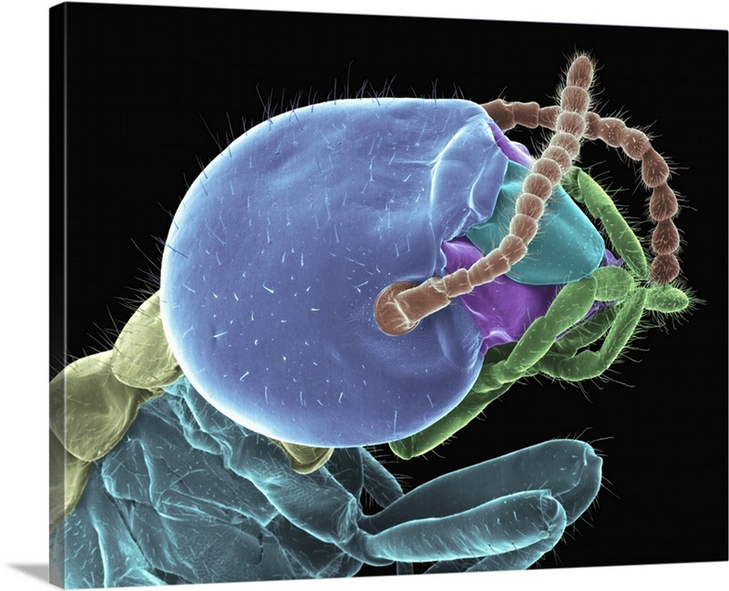 Worker Termite, SEM | Great Big Canvas