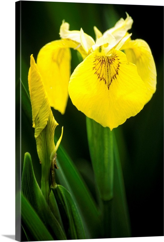Yellow flag iris flowers (Iris sp.) | Great Big Canvas