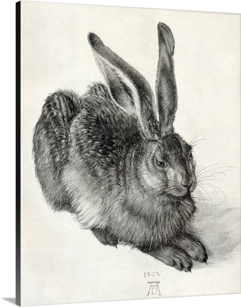 Young hare, by Durer Wall Art, Canvas Prints, Framed Prints, Wall Peels ...