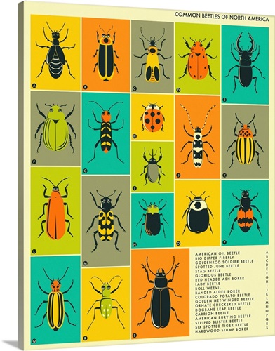 Beetle Wall Art & Canvas Prints | Great Big Canvas