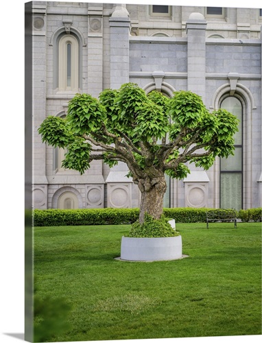 Salt Lake Temple, Tree, Salt Lake City, Utah | Great Big Canvas