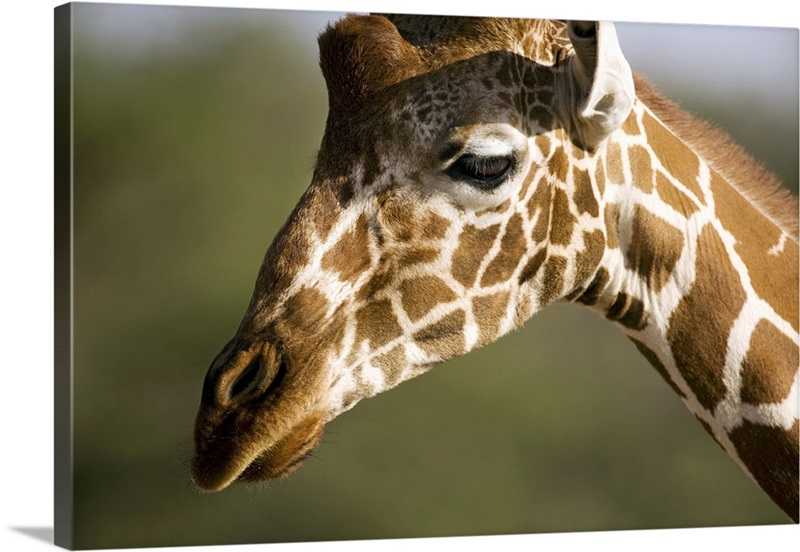 African Giraffe | Great Big Canvas