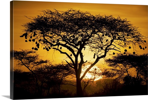 African Sunset | Great Big Canvas