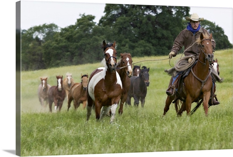 Cowboy with herd of Western Horses, near Yosemite, California | Great ...