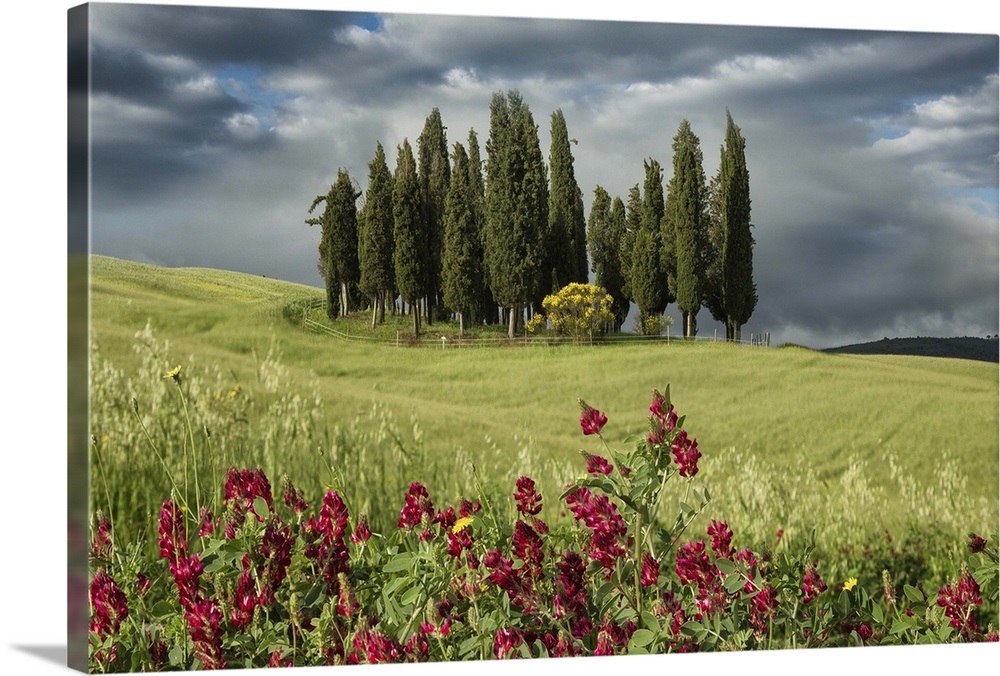 Cypress trees in the Tuscan countryside Wall Art, Canvas Prints, Framed ...