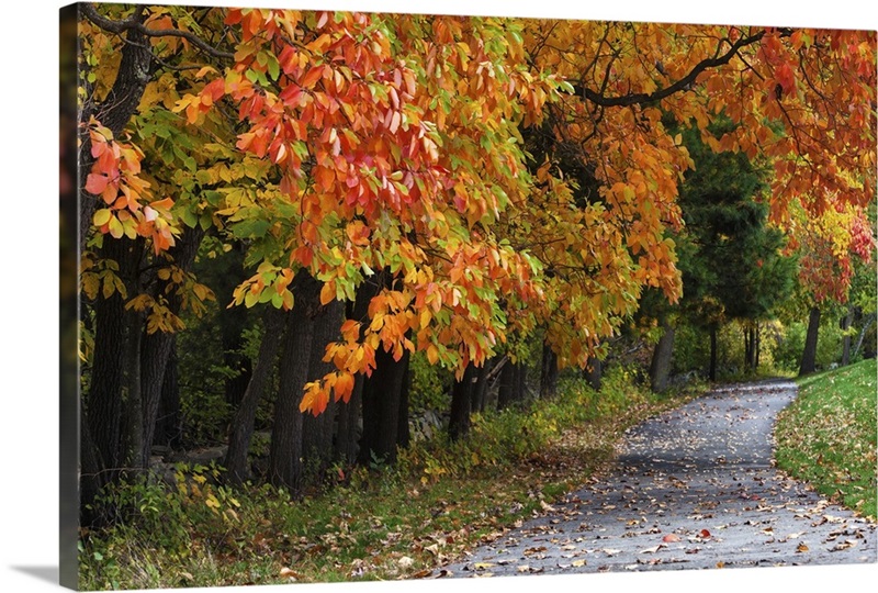 Fall color in Vermont | Great Big Canvas