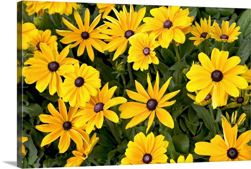 Field of yellow daisies | Great Big Canvas