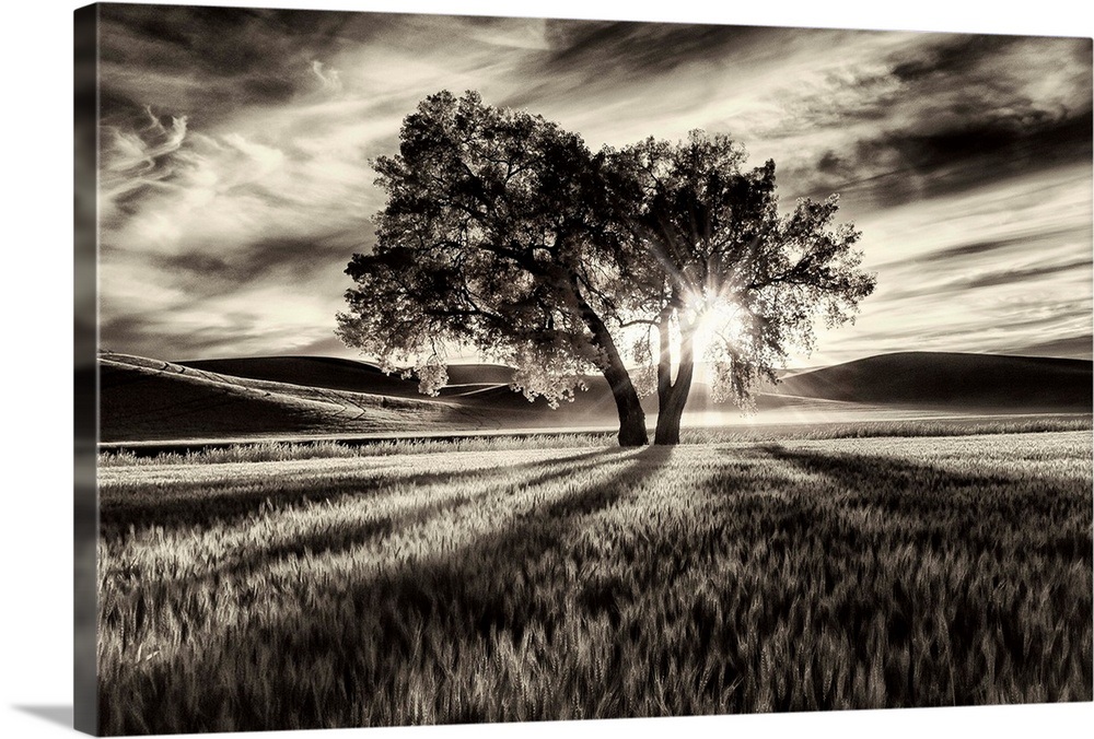 Lone tree with clouds at sunset in the Palouse, Washington Wall Art ...