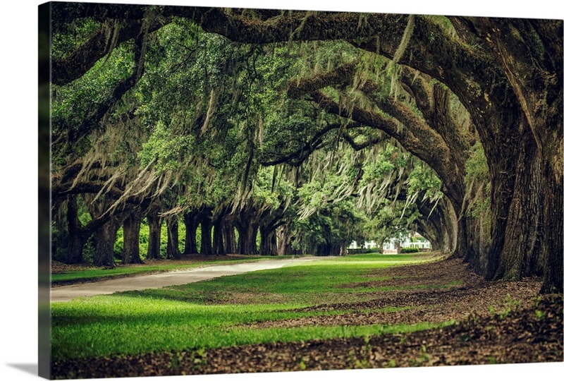 Oak tree lined road at Boone Hall Plantation, Charleston | Great Big Canvas