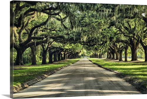 Oak tree lined road at Boone Hall Plantation, Charleston | Great Big Canvas