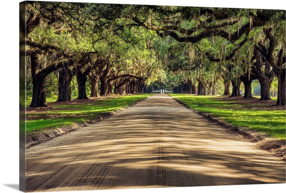 Oak tree lined road at Boone Hall Plantation, Charleston Wall Art ...