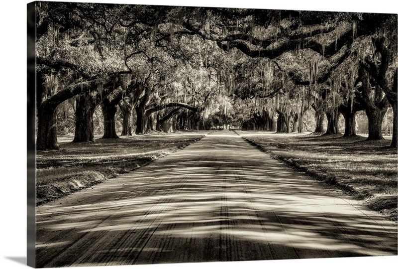 Oak tree lined road at Boone Hall Plantation, Charleston | Great Big Canvas
