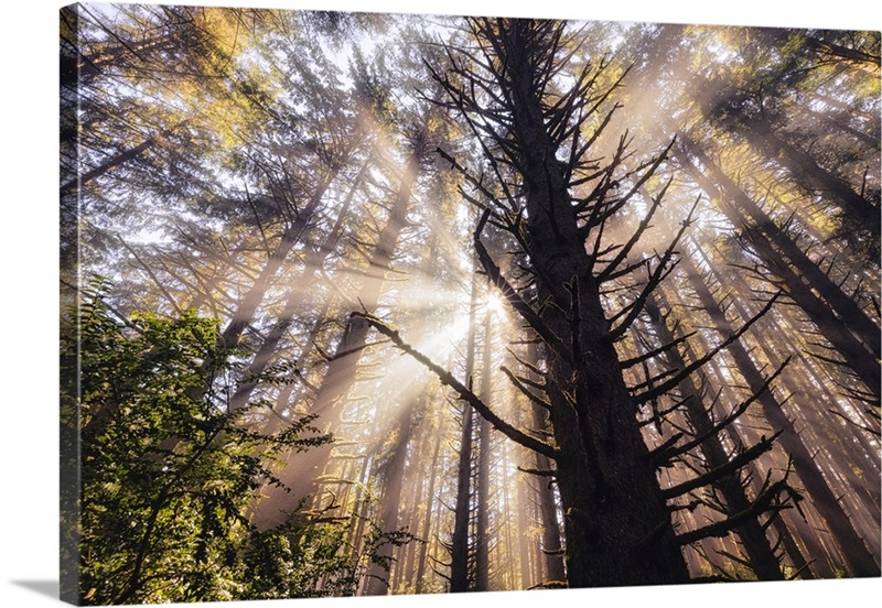The Beautiful Forests On The Oregon Coast | Great Big Canvas