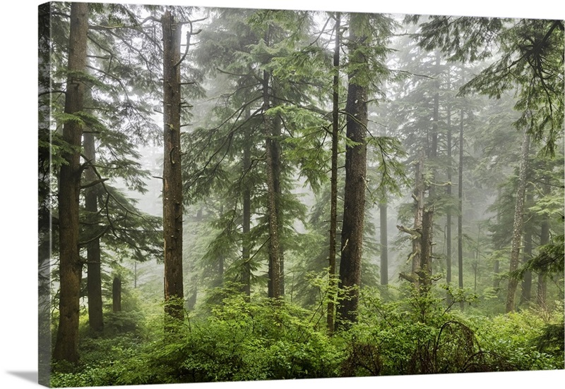 The Beautiful Forests On The Oregon Coast With Fog | Great Big Canvas