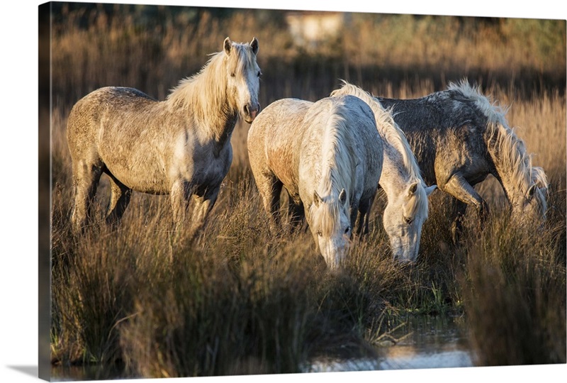 The White Horses of the Camargue by the water in the South of France ...