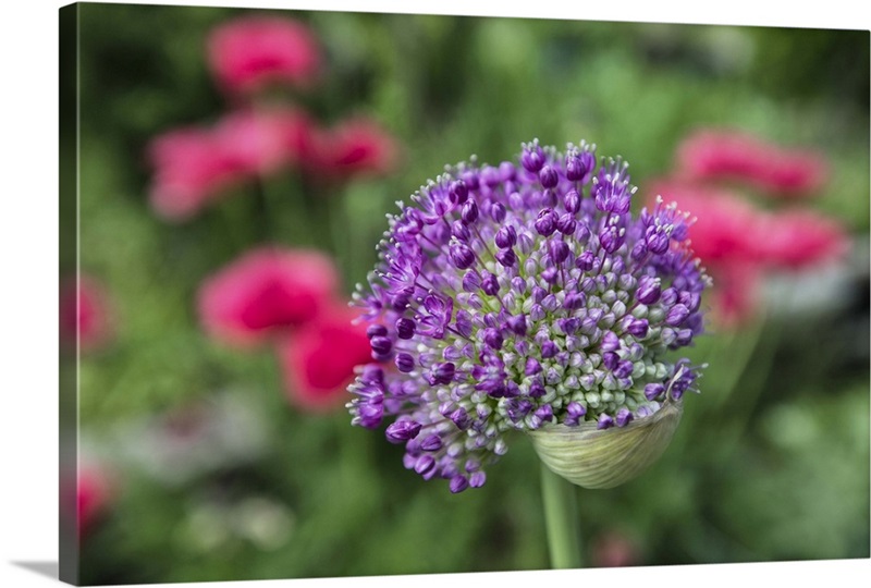Vibrant purple and red flowers in the Palouse, Washington | Great Big ...
