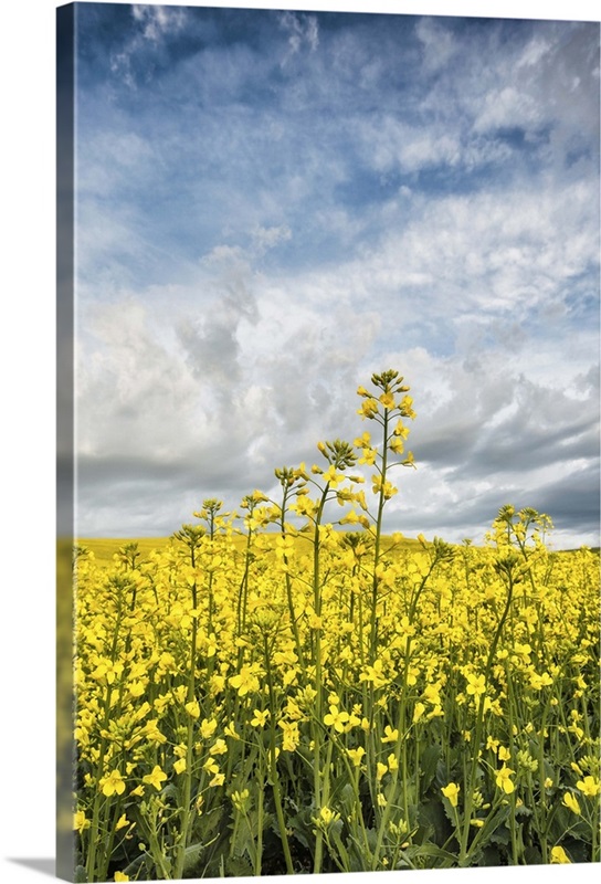 Yellow Canola Fields in the Palouse, Washington | Great Big Canvas