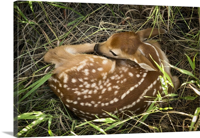 Young deer fawn curled up in the Palouse, Washington | Great Big Canvas